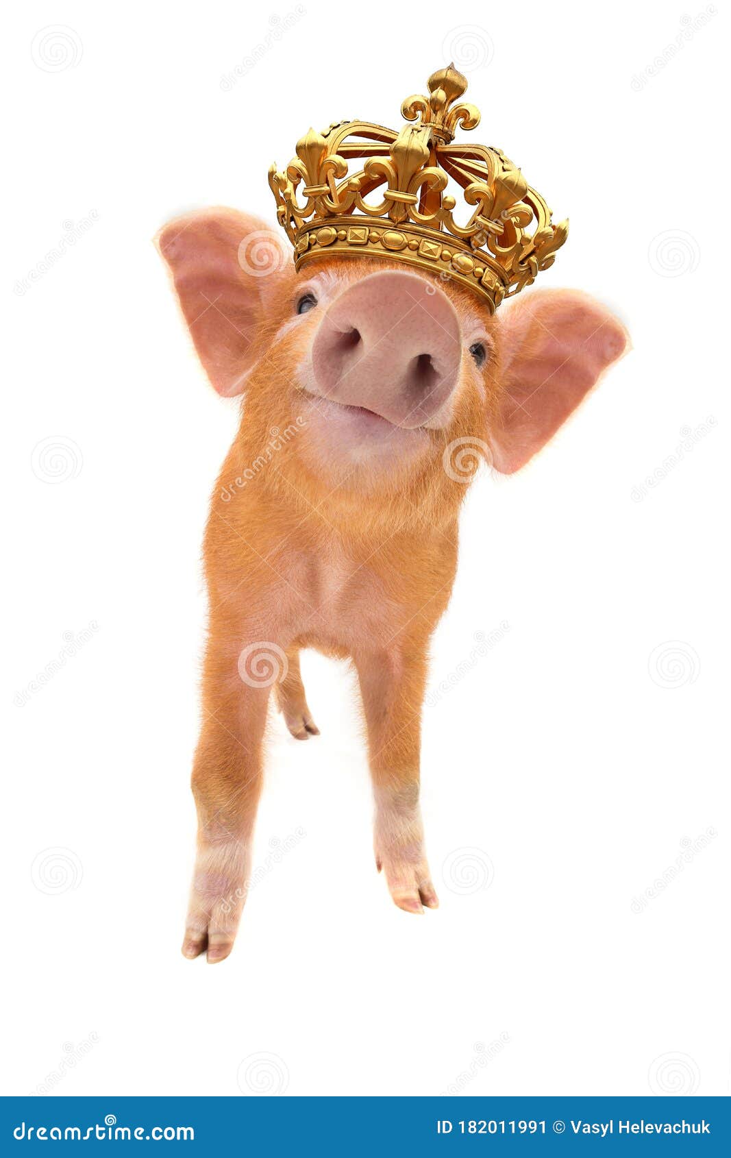 Smiling Pig Royal Crown Isolated on a White Stock Image - Image of ...