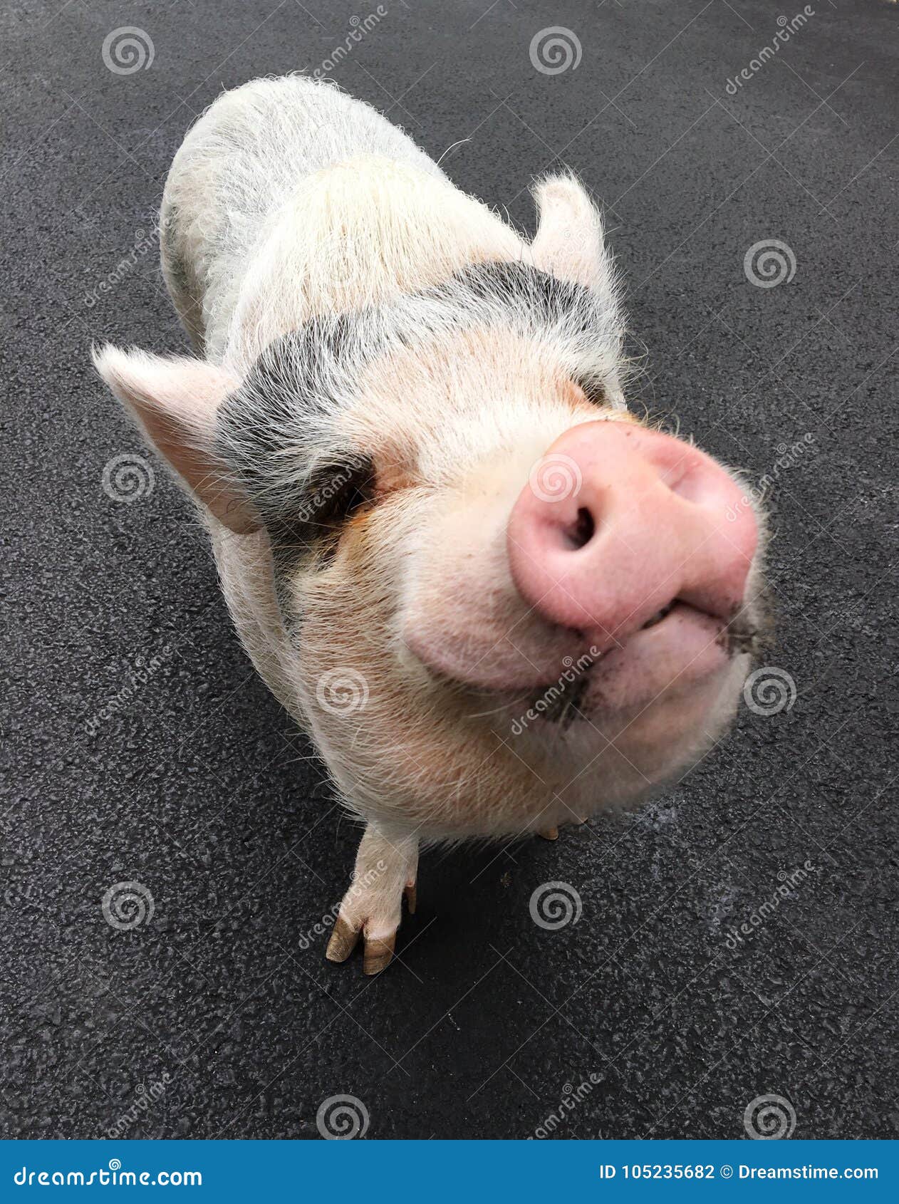 Smiling pig stock photo. Image of looking, snout, smiling - 105235682