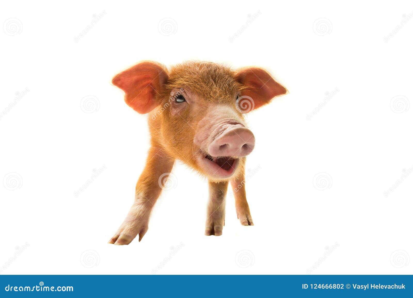 Smiling piglet isolated stock photo. Image of year, view - 124666802