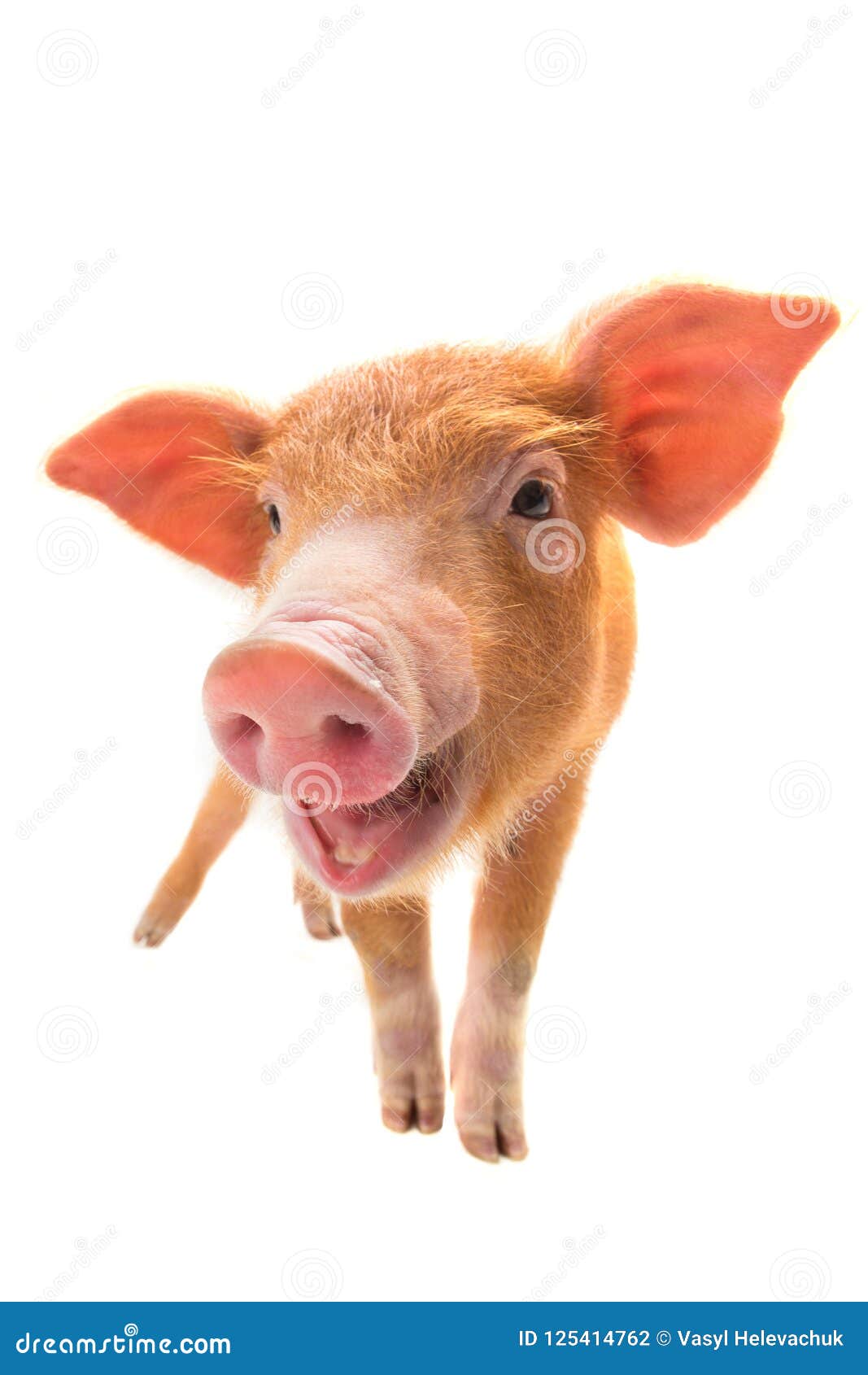 557 Smiling Piglet Photos - Free & Royalty-Free Stock Photos from ...