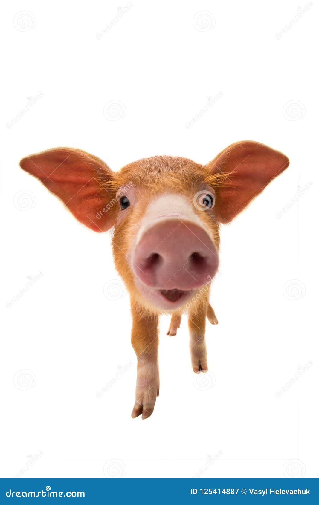 Smiling piglet isolated stock image. Image of piglet - 125414887
