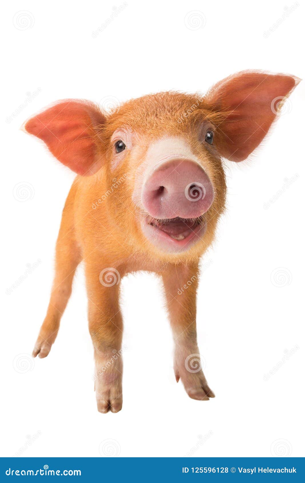 Smiling Piglet Isolated on White Stock Photo - Image of happy, small ...