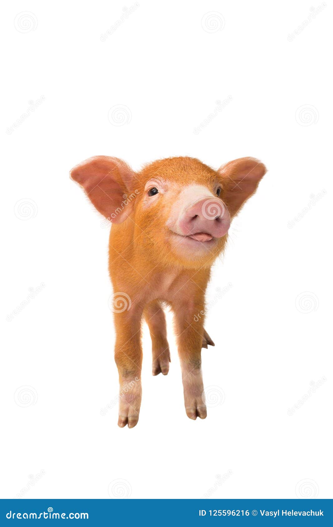 Smiling Piglet Isolated on White Stock Photo - Image of small, wild ...