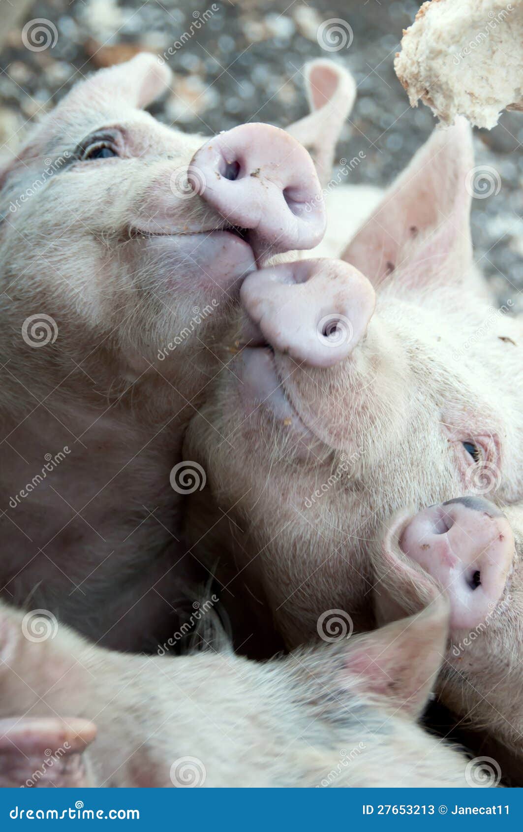 Smiling Pigs stock image. Image of animal, domestic, swine - 27653213
