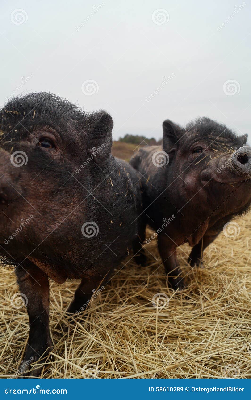 Mini pigs stock image. Image of nature, glad, sweden - 58610289
