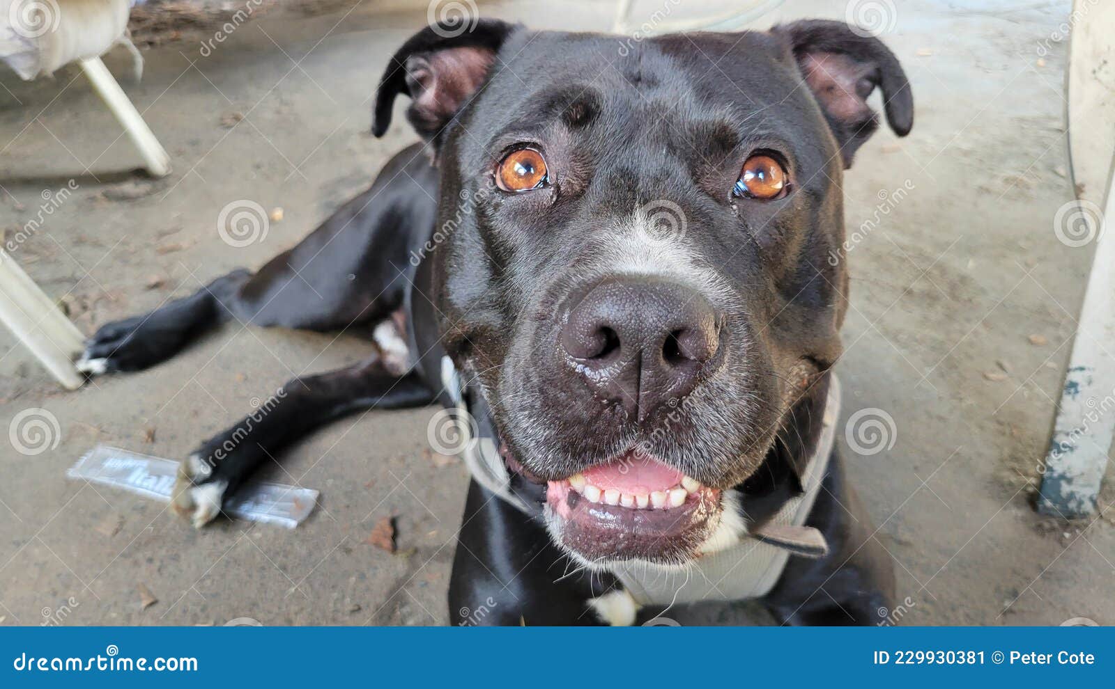 Smiling Pitbull Puppy with Brown Eyes Editorial Photo - Image of happy ...