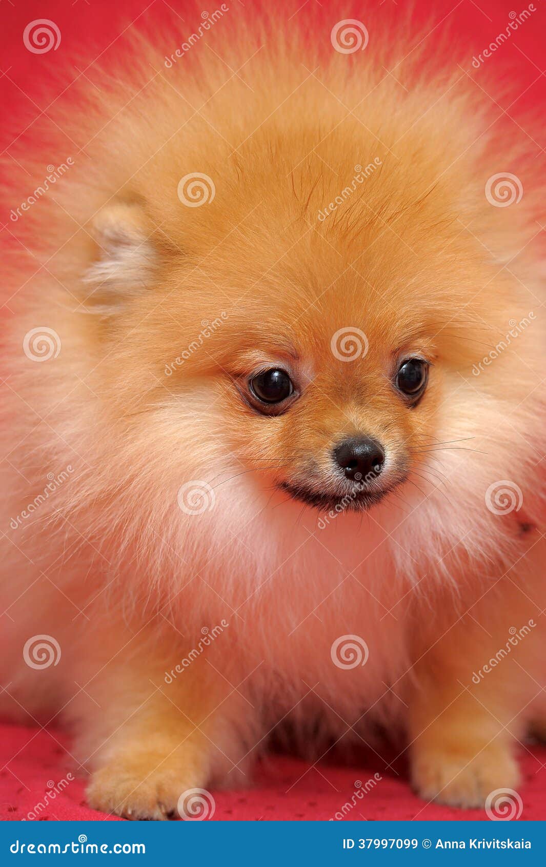 Smiling pomeranian dog. stock image. Image of happiness - 37997099