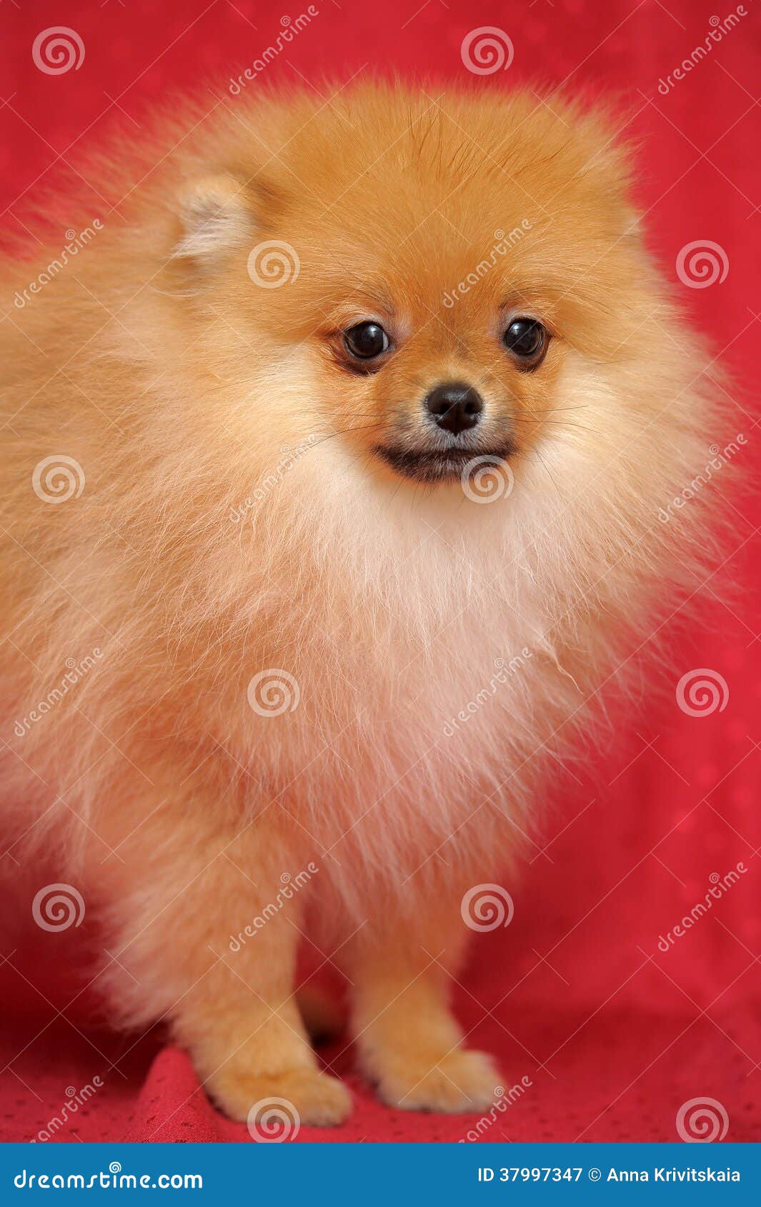 Smiling pomeranian dog. stock image. Image of exhibition - 37997347
