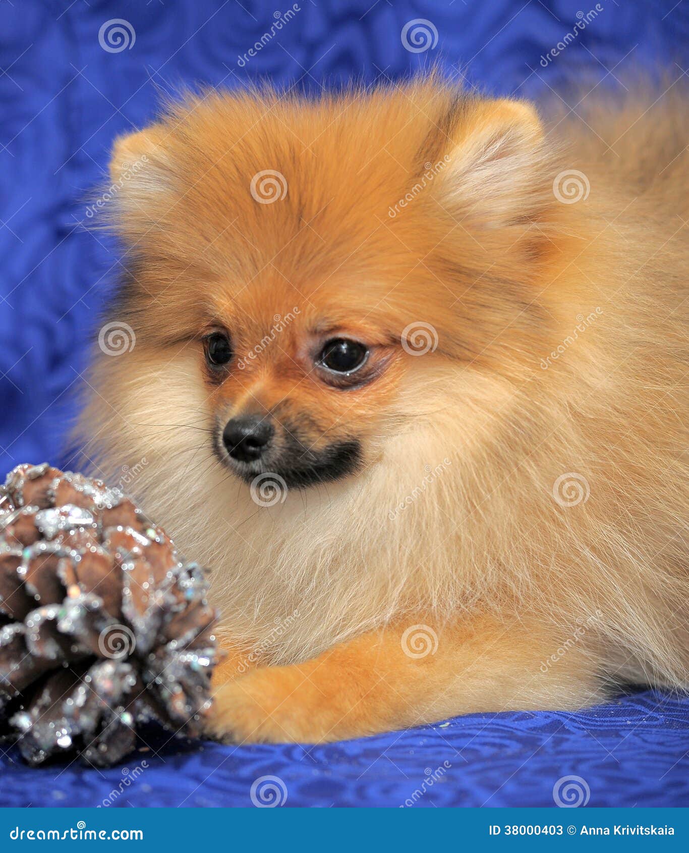 Smiling pomeranian dog. stock image. Image of beige, animal - 38000403