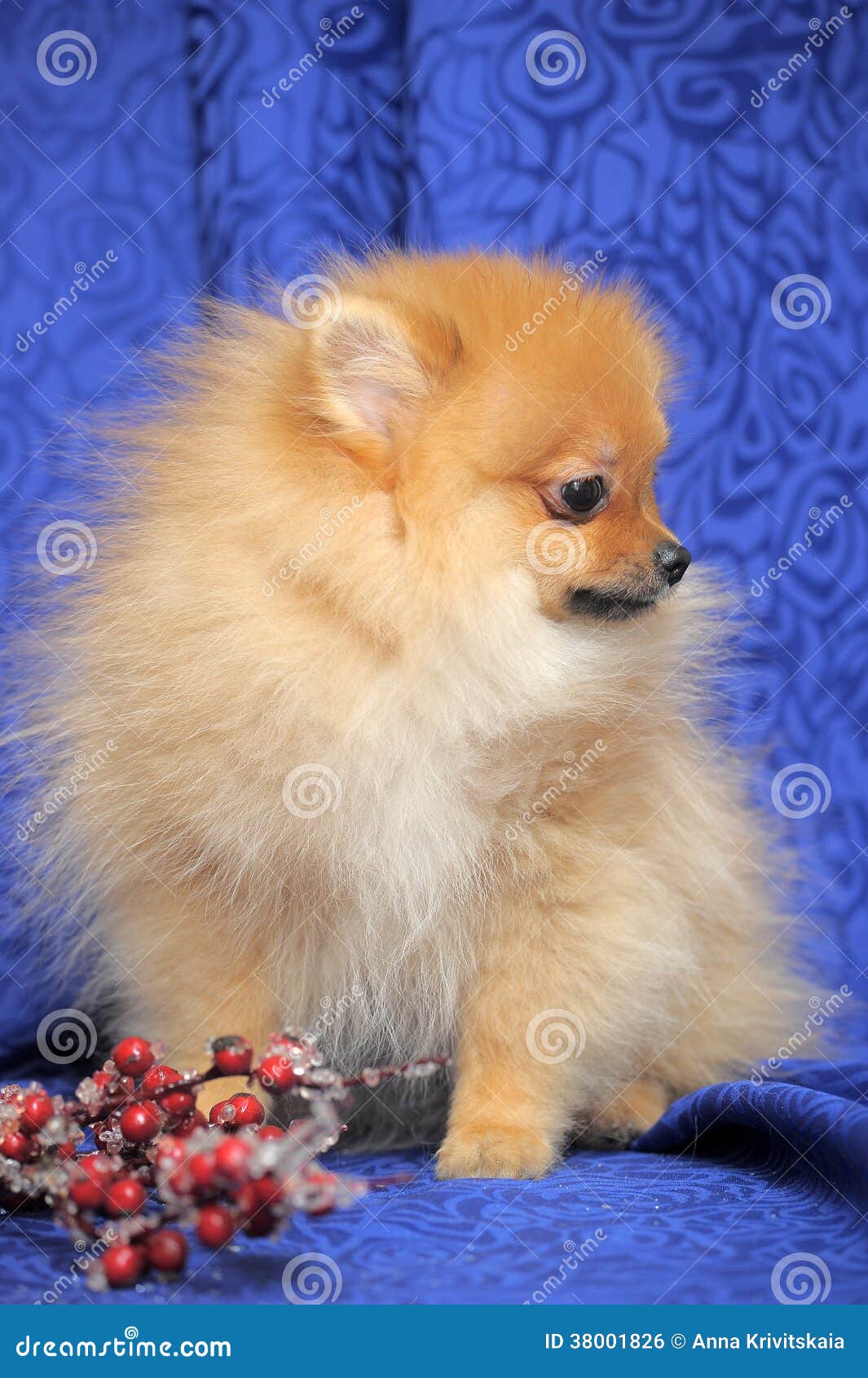 Smiling pomeranian dog. stock photo. Image of loyalty - 38001826