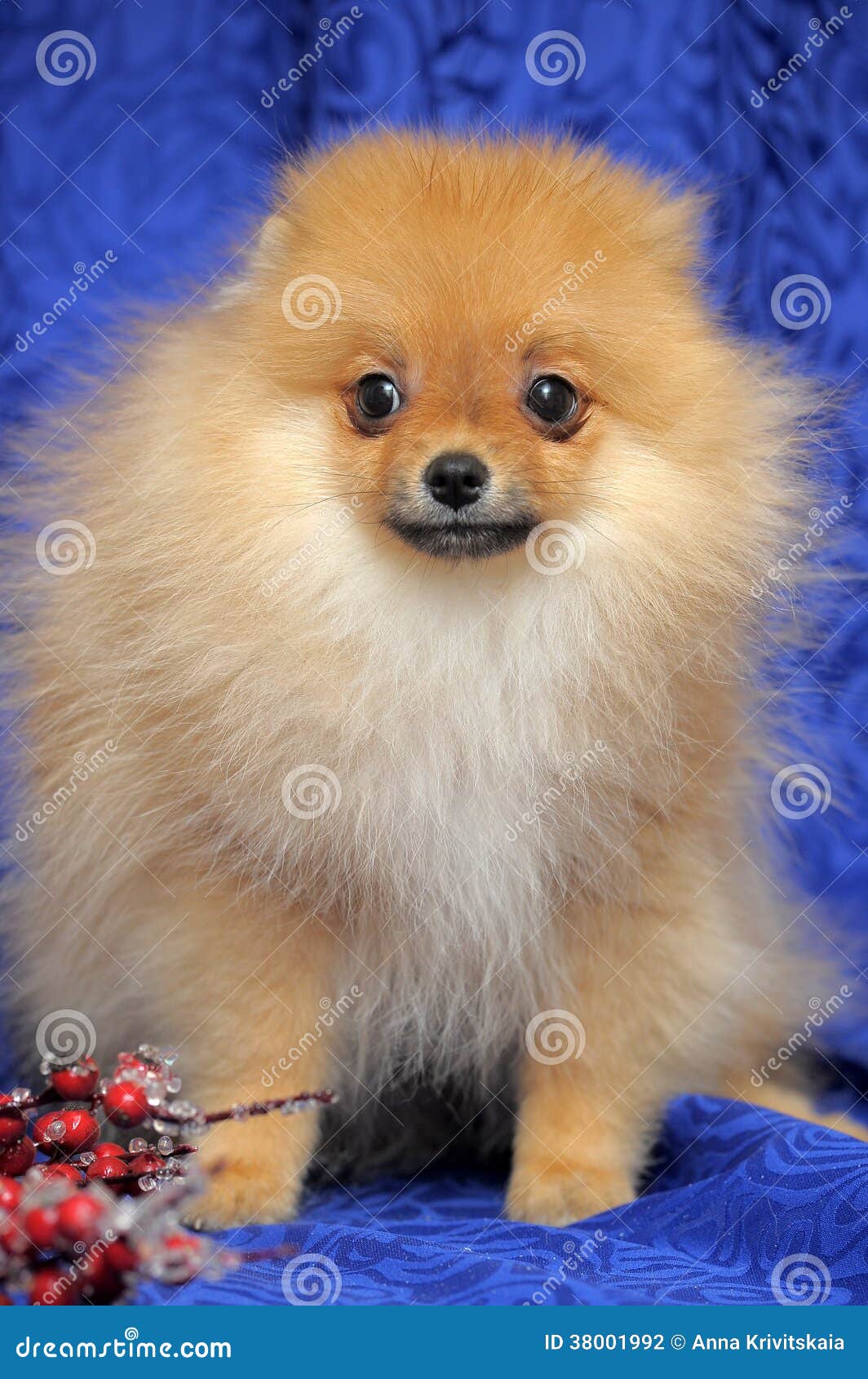 Smiling pomeranian dog. stock photo. Image of hairy, little - 38001992