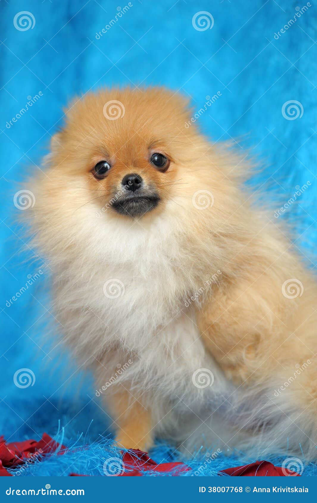 Smiling pomeranian dog. stock photo. Image of exhibition - 38007768