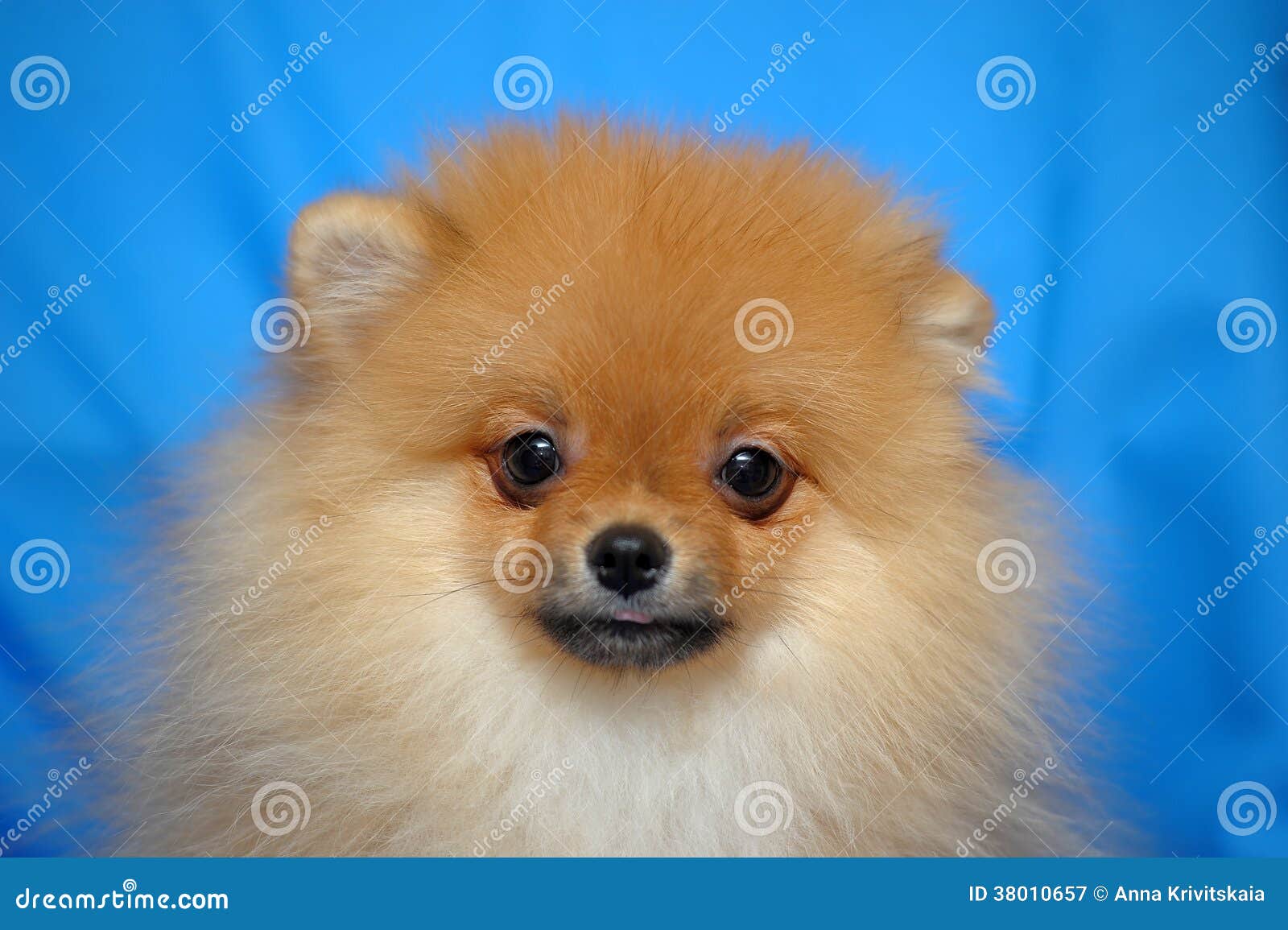 Smiling pomeranian dog. stock image. Image of curiosity - 38010657