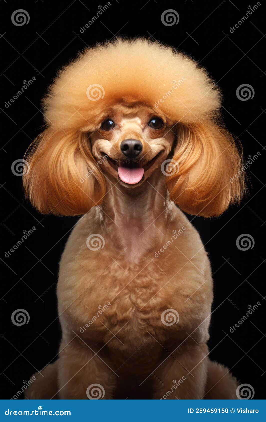 Smiling poodle stock illustration. Illustration of puppy - 289469150