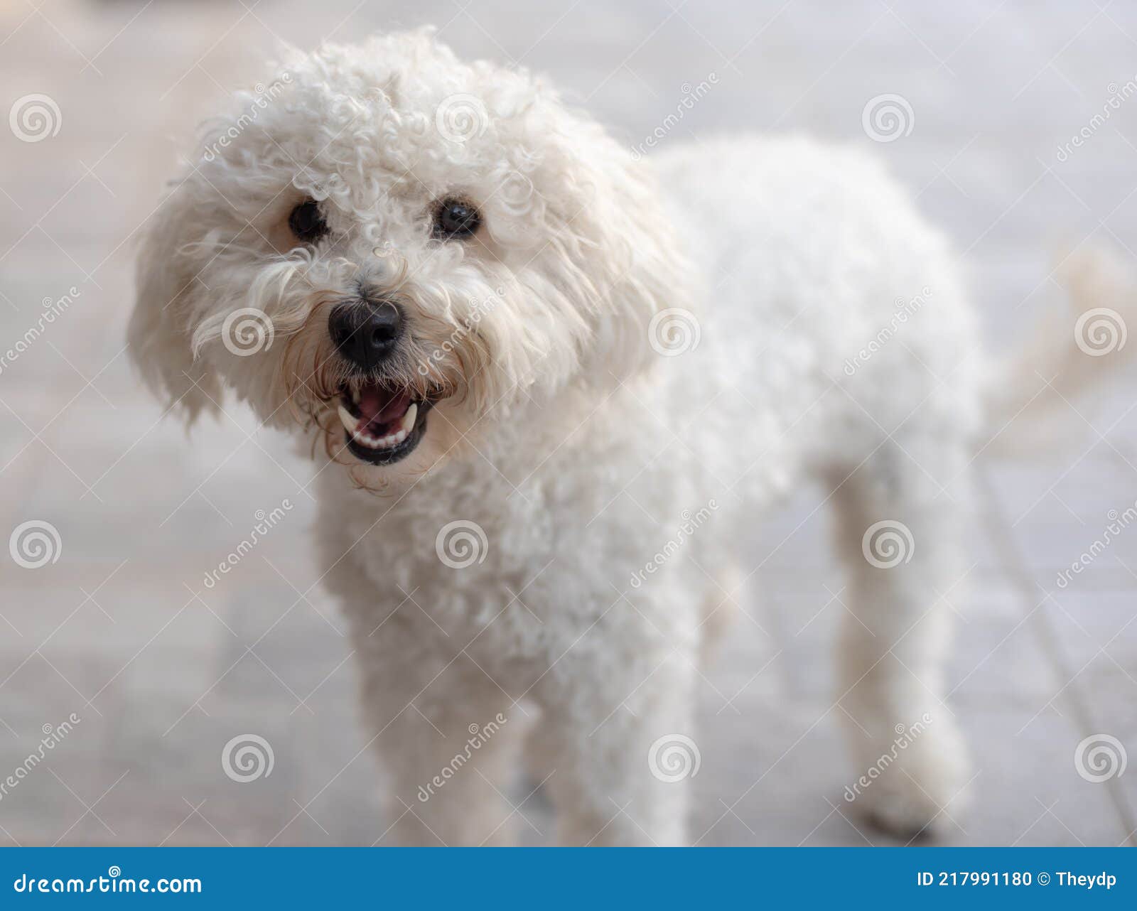Smiling Poodle stock photo. Image of look, animal, teeth - 217991180