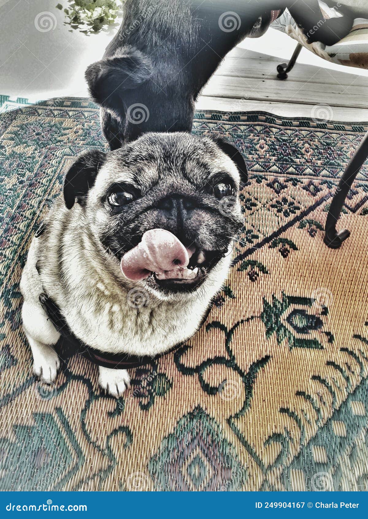 Smiling Pug Art stock image. Image of puppy, mammal - 249904167