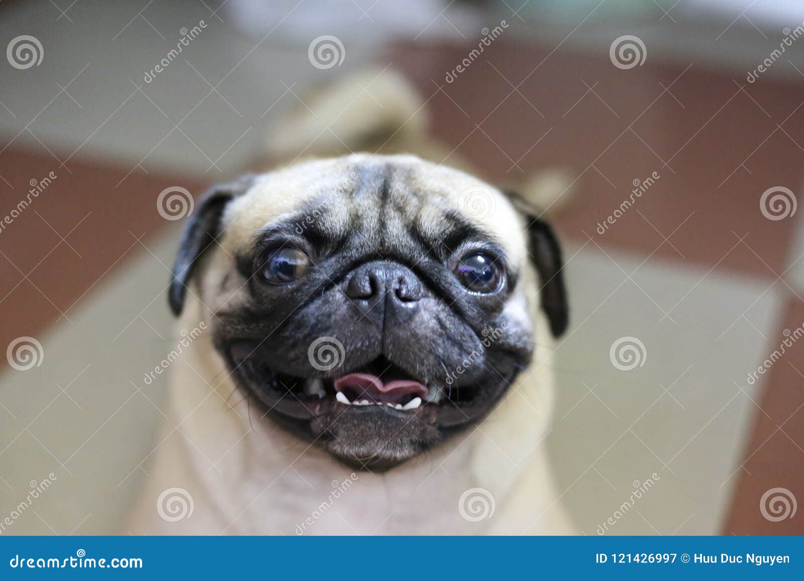 Smiling pug dog after meal stock image. Image of canine - 121426997