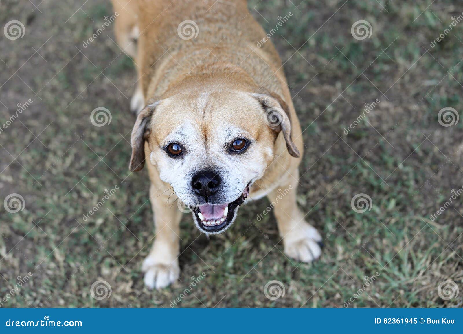 Smiling Puggle stock image. Image of playful, white, beagle - 82361945