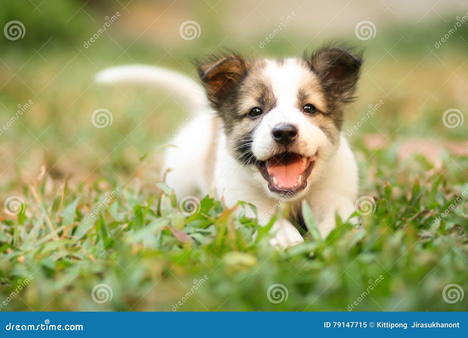 Smiling puppy stock image. Image of adorable, relaxation - 79147715