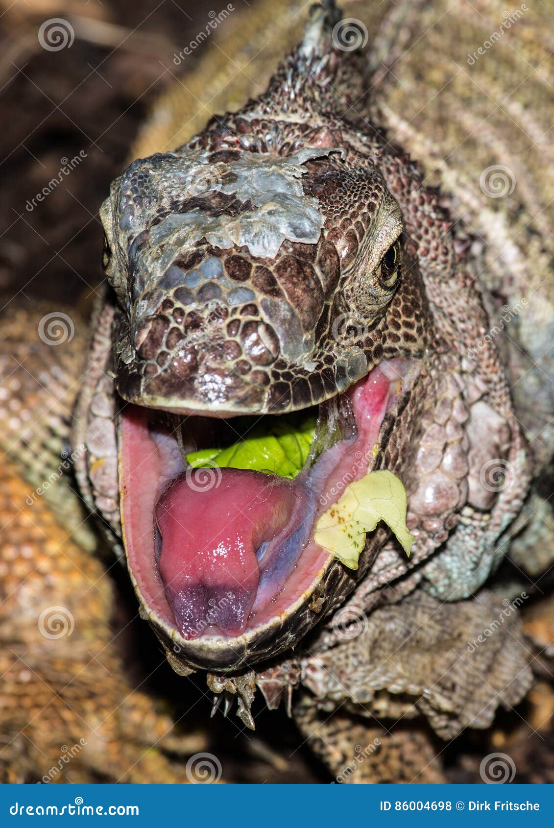 Smiling Reptile Eating Salad As Lunch Stock Photo - Image of wild ...
