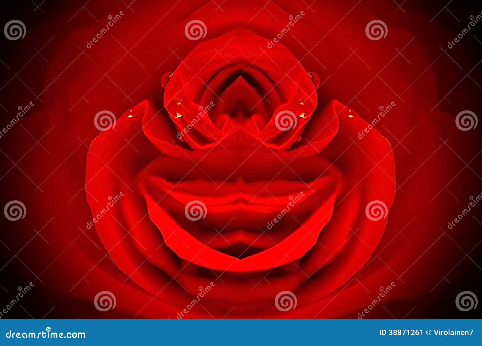 Smiling rose stock image. Image of kind, drop, love, flowers - 38871261