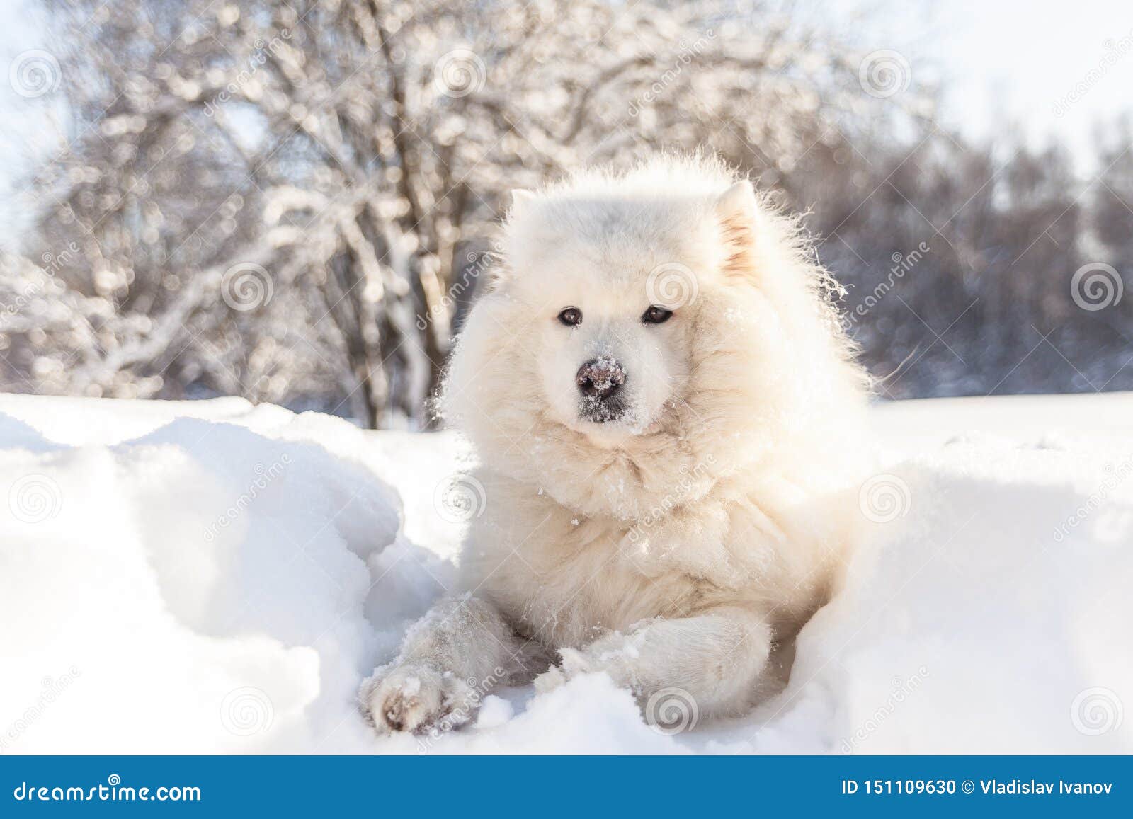 Smiling Samoyed Dog Lay on Winter Snow Stock Photo - Image of smiling ...
