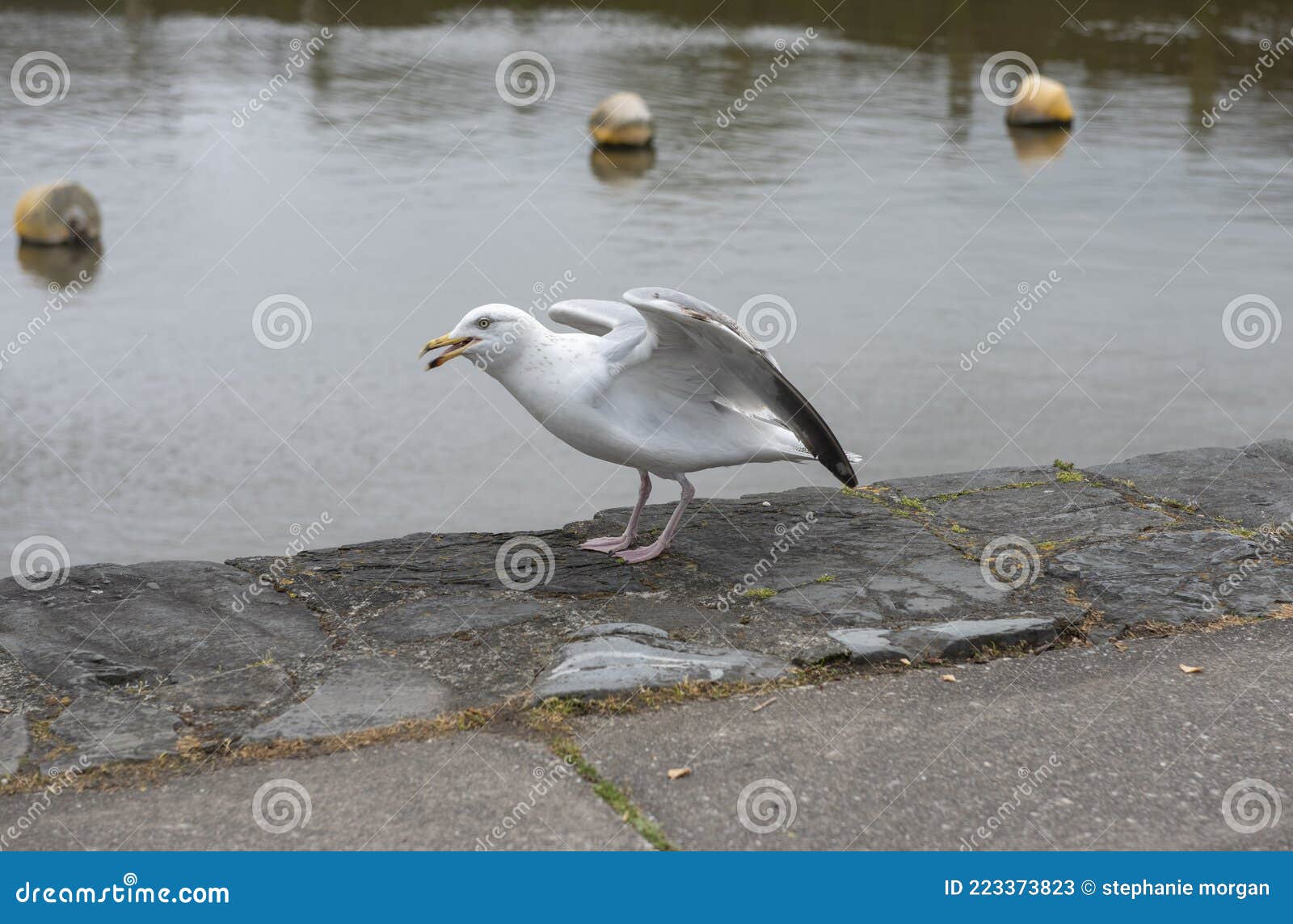 Smiling Seagull at Water Front Stock Image - Image of animal, wings ...