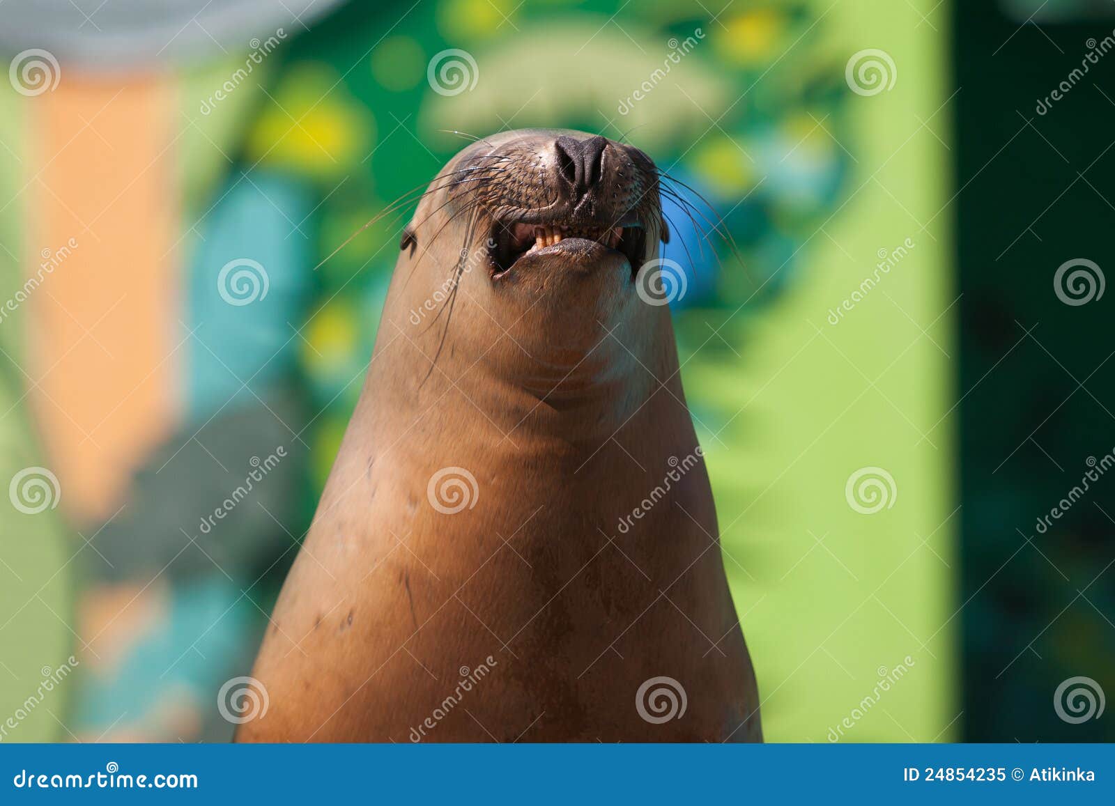 Smiling seal stock image. Image of wild, animals, lion - 24854235