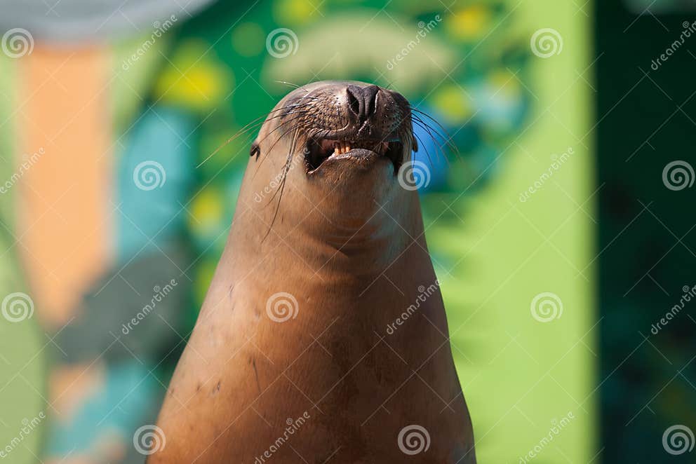 Smiling seal stock image. Image of wild, animals, lion - 24854235