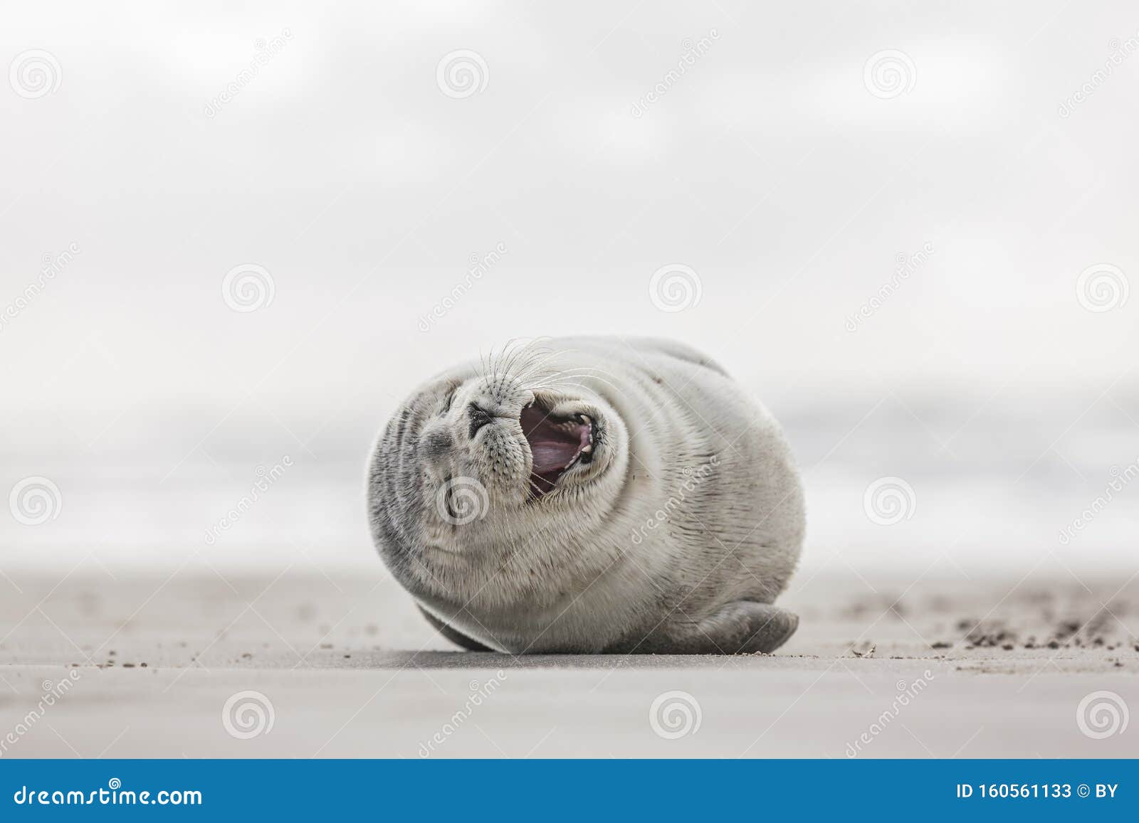Smiling seal on the beach stock image. Image of camera - 160561133