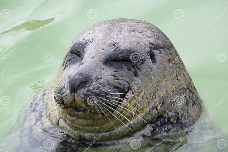Smiling seal is happy stock photo. Image of swimming - 15220350