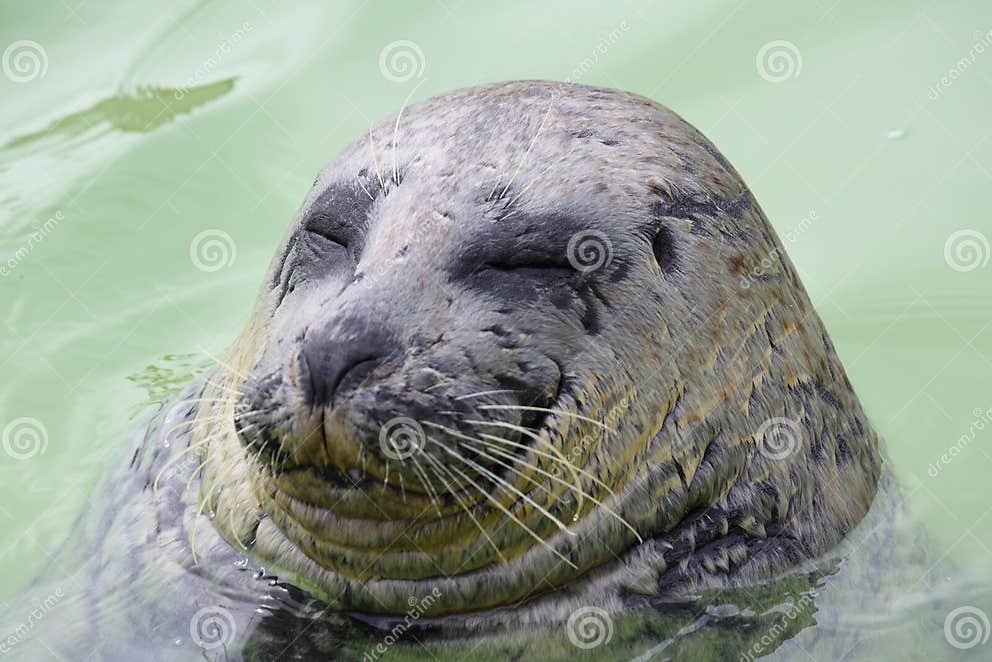 Smiling seal is happy stock photo. Image of swimming - 15220350