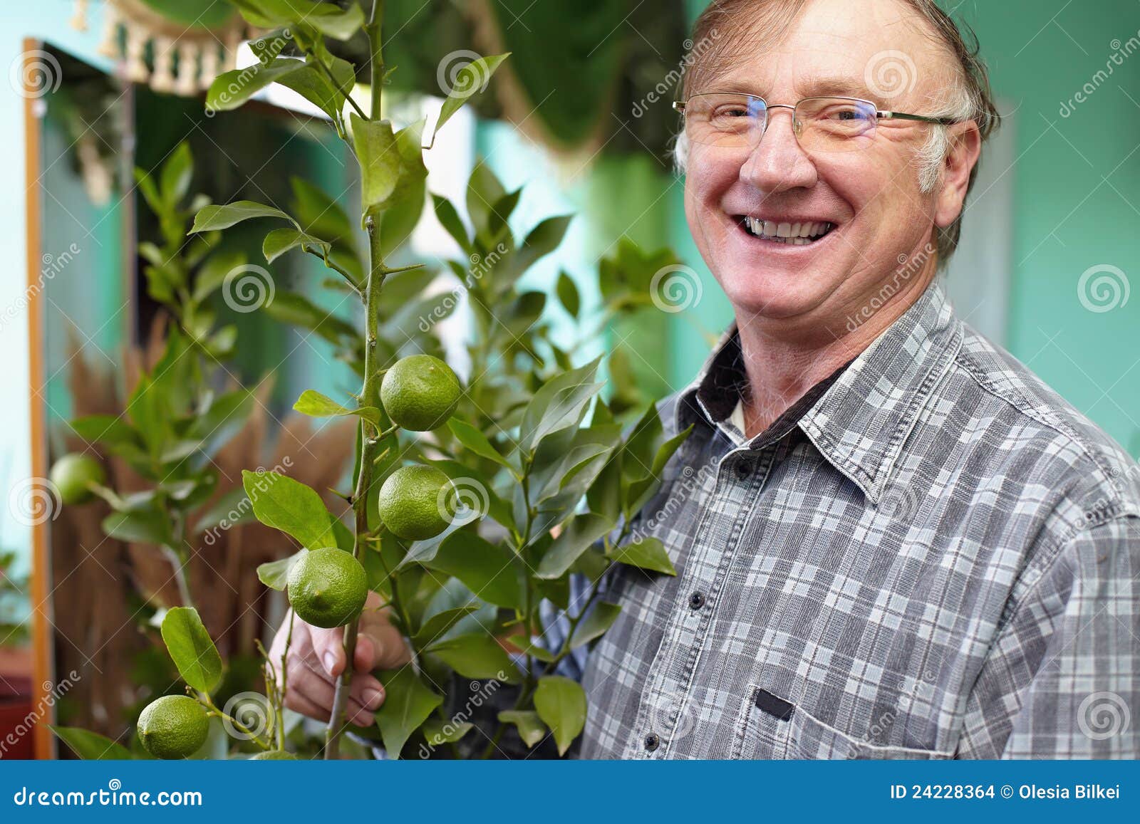 564 Lemon Tree Houseplant Stock Photos - Free & Royalty-Free Stock ...