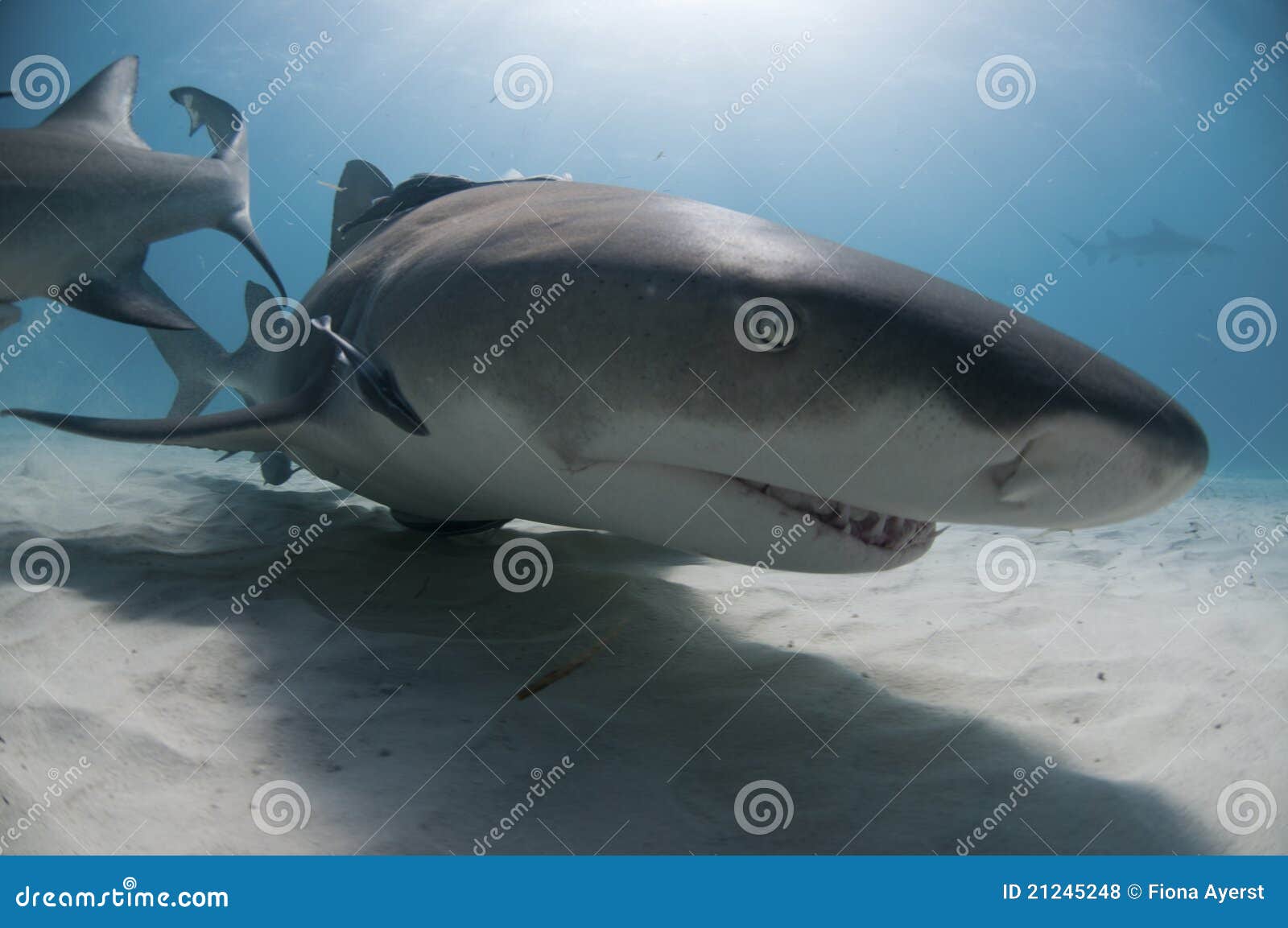 Smiling shark stock photo. Image of close, sand, angle - 21245248