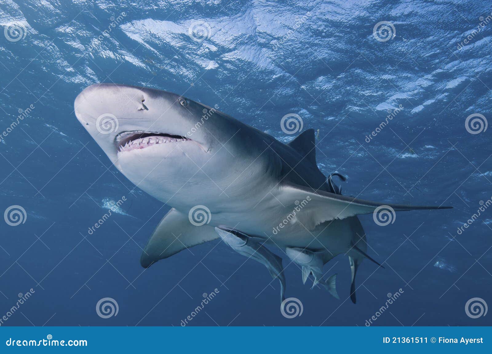 Smiling shark stock image. Image of animal, sharks, water - 21361511