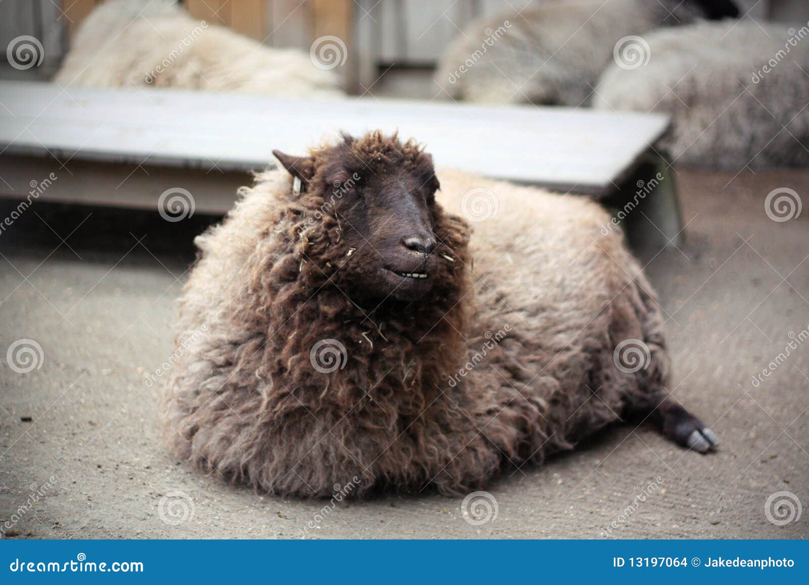 Smiling sheep stock photo. Image of rural, field, grass - 13197064