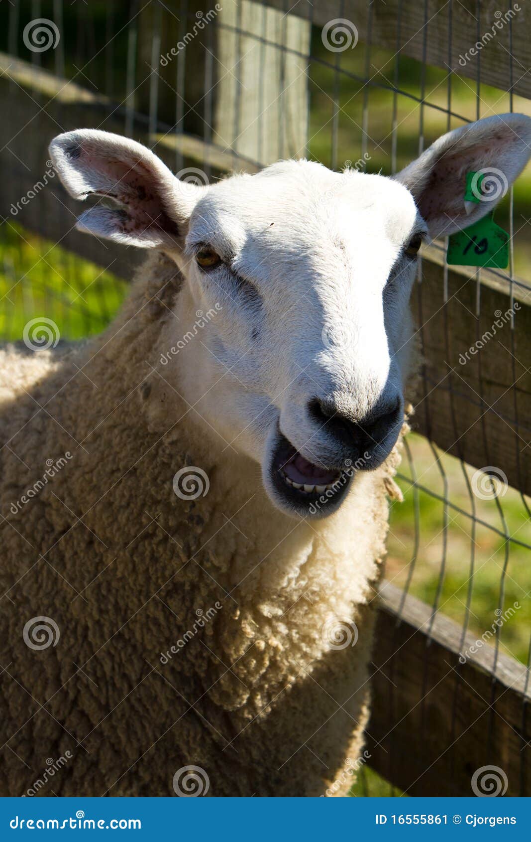 Smiling Sheep stock image. Image of slaughter, nose, snout - 16555861