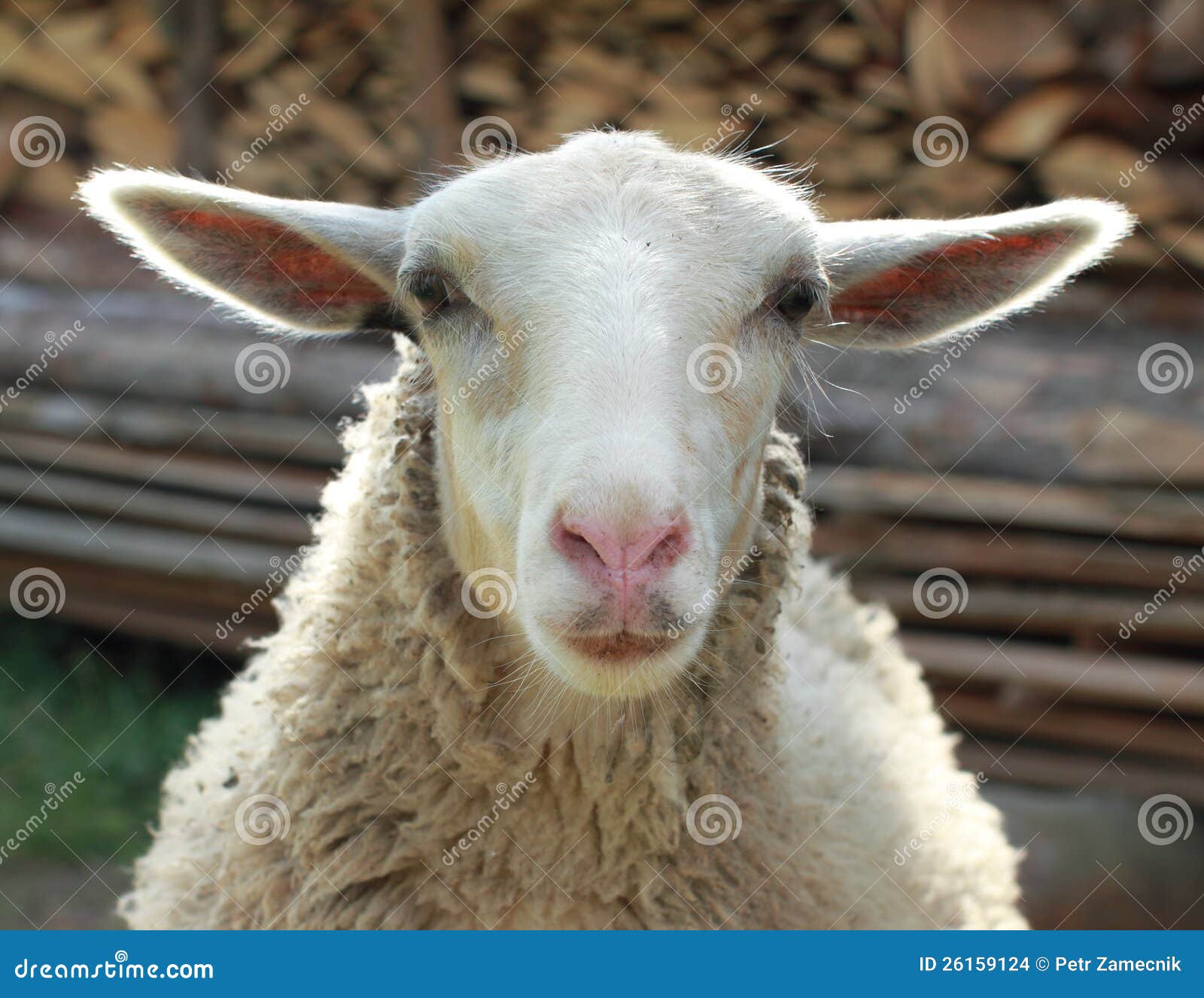 Smiling sheep stock photo. Image of mouth, watch, grey - 26159124