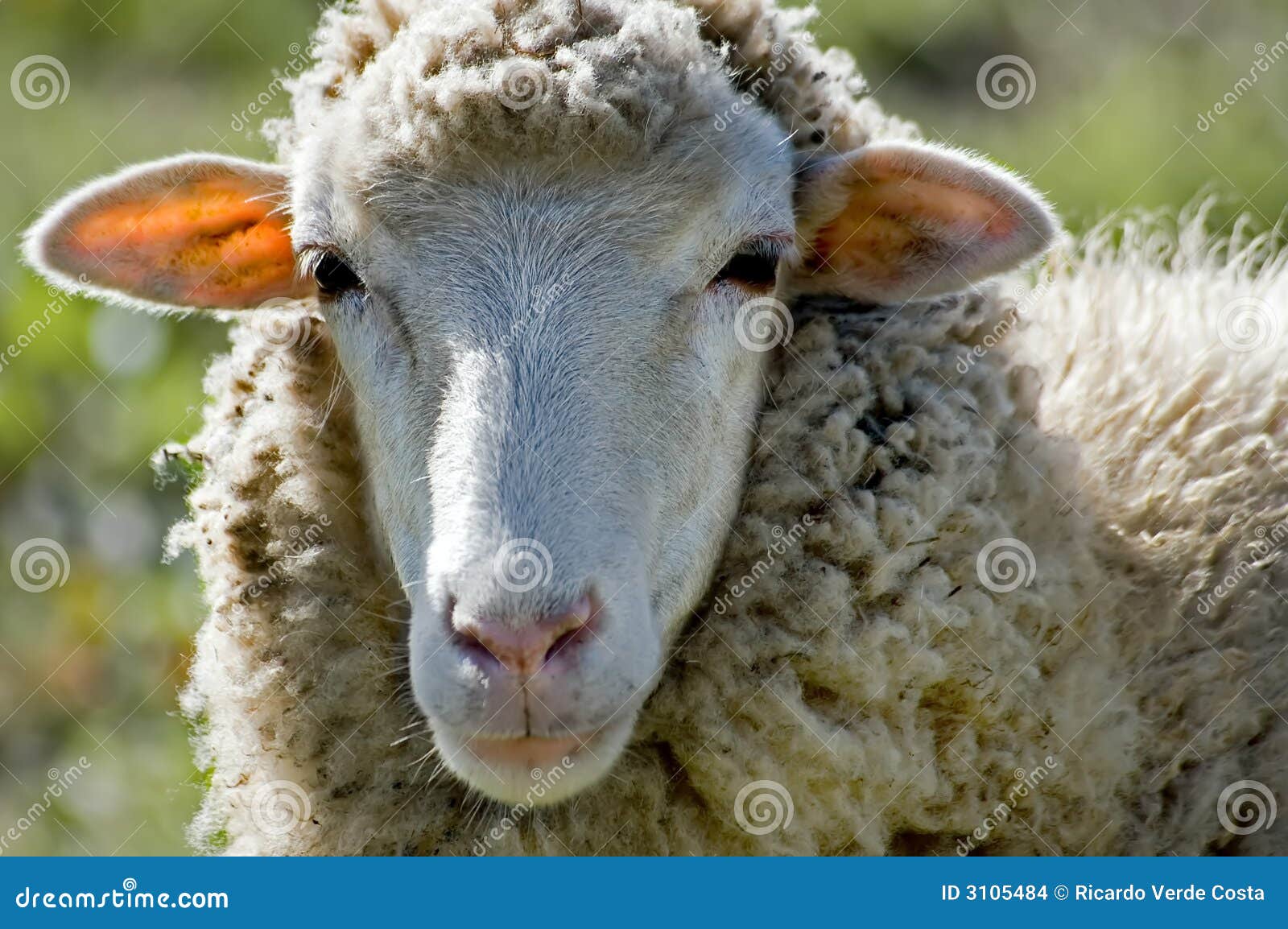 Smiling sheep stock photo. Image of white, farm, muster - 3105484