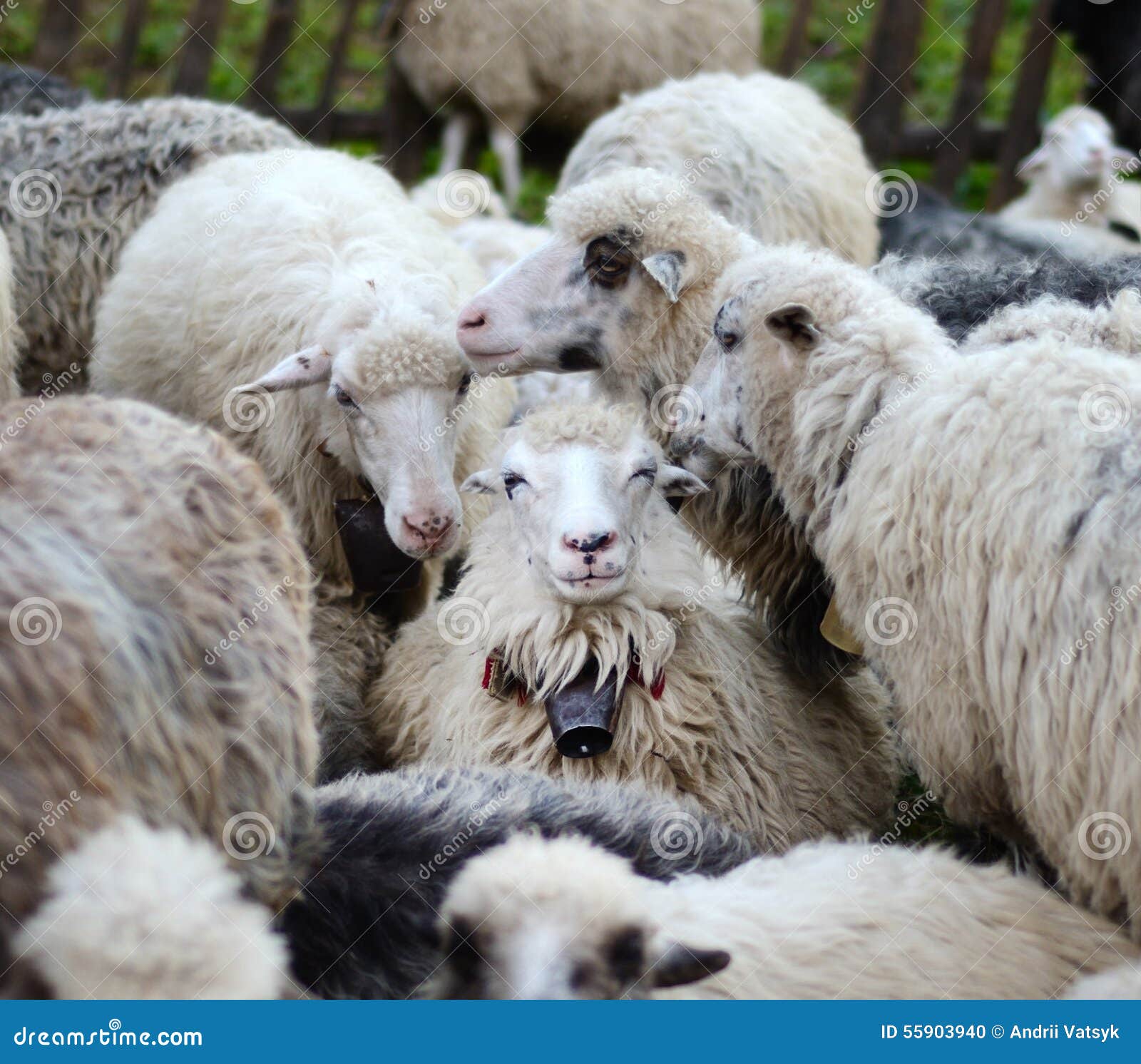Smiling Sheep in the Herd Sheep Stock Photo - Image of herd, natural ...