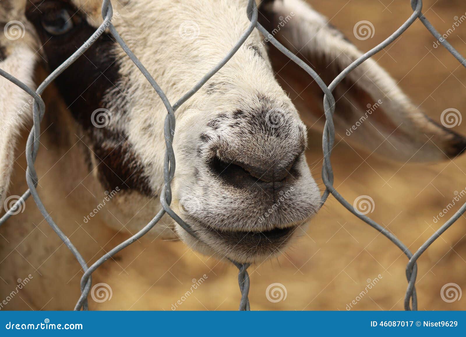 Smiling sheep stock image. Image of satisf, ugly, sheep - 46087017