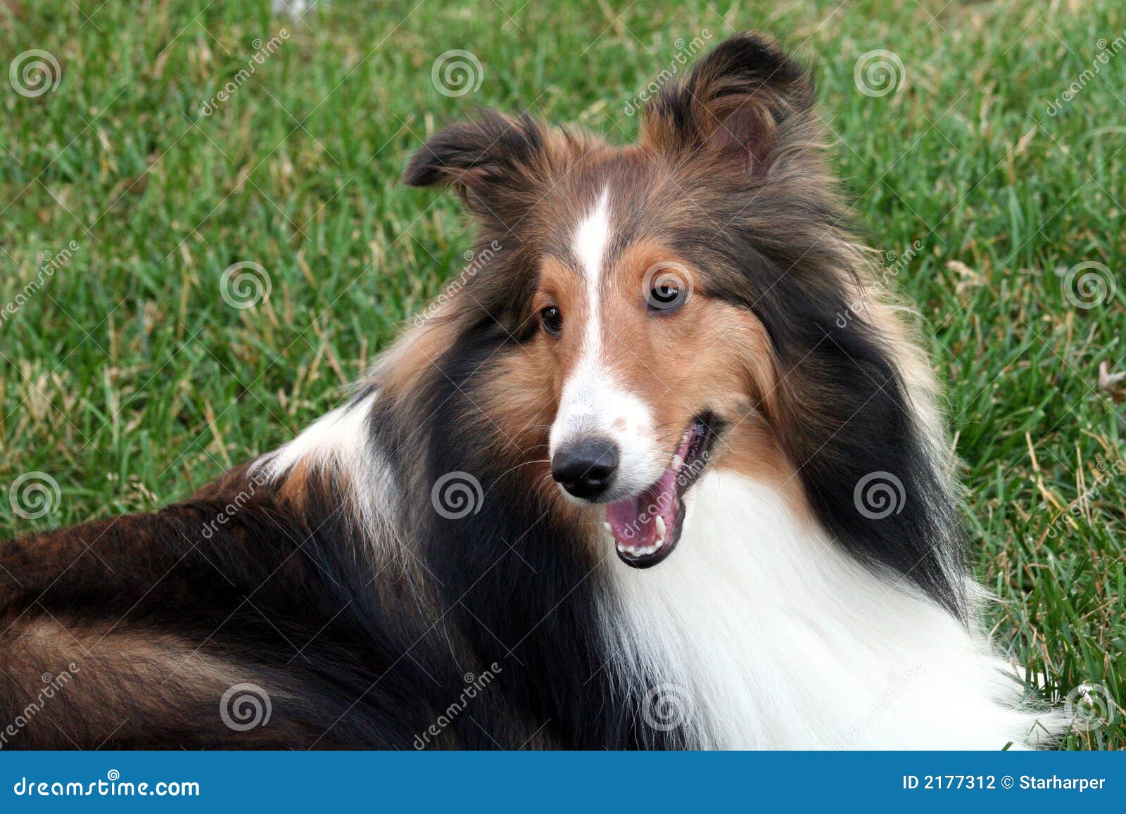 Smiling Sheltie stock photo. Image of sheltand, pets, miniature - 2177312