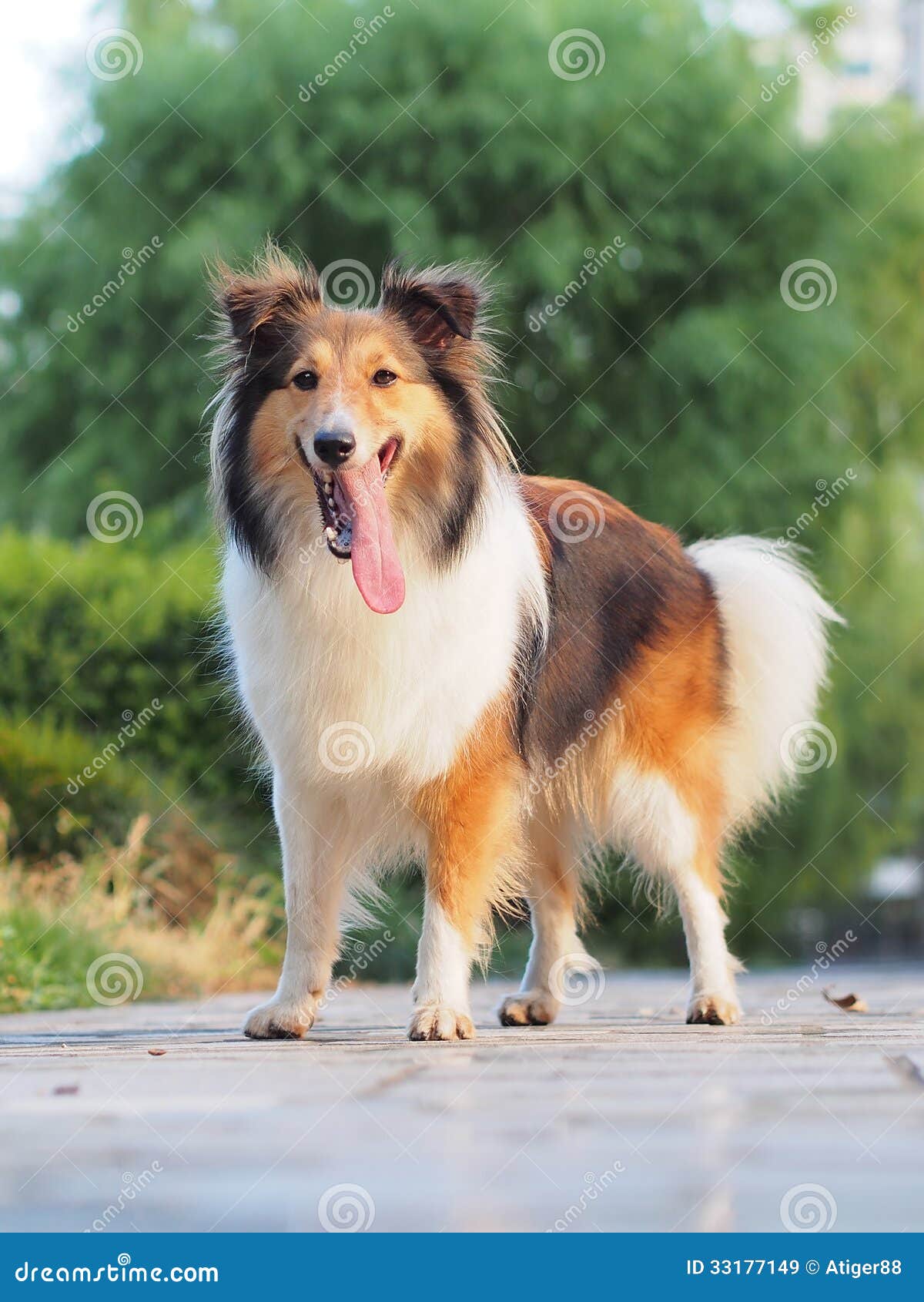 Smiling Shetland Sheepdog stock image. Image of sweetheart - 33177149