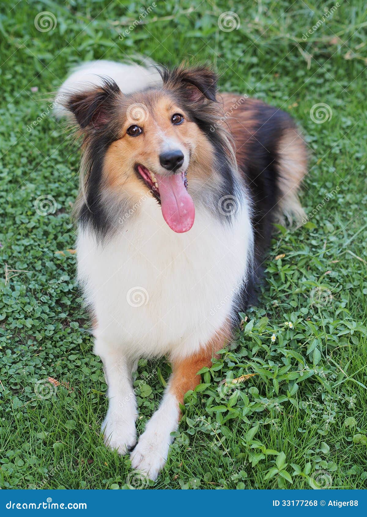 Smiling Shetland Sheepdog stock photo. Image of animal - 33177268