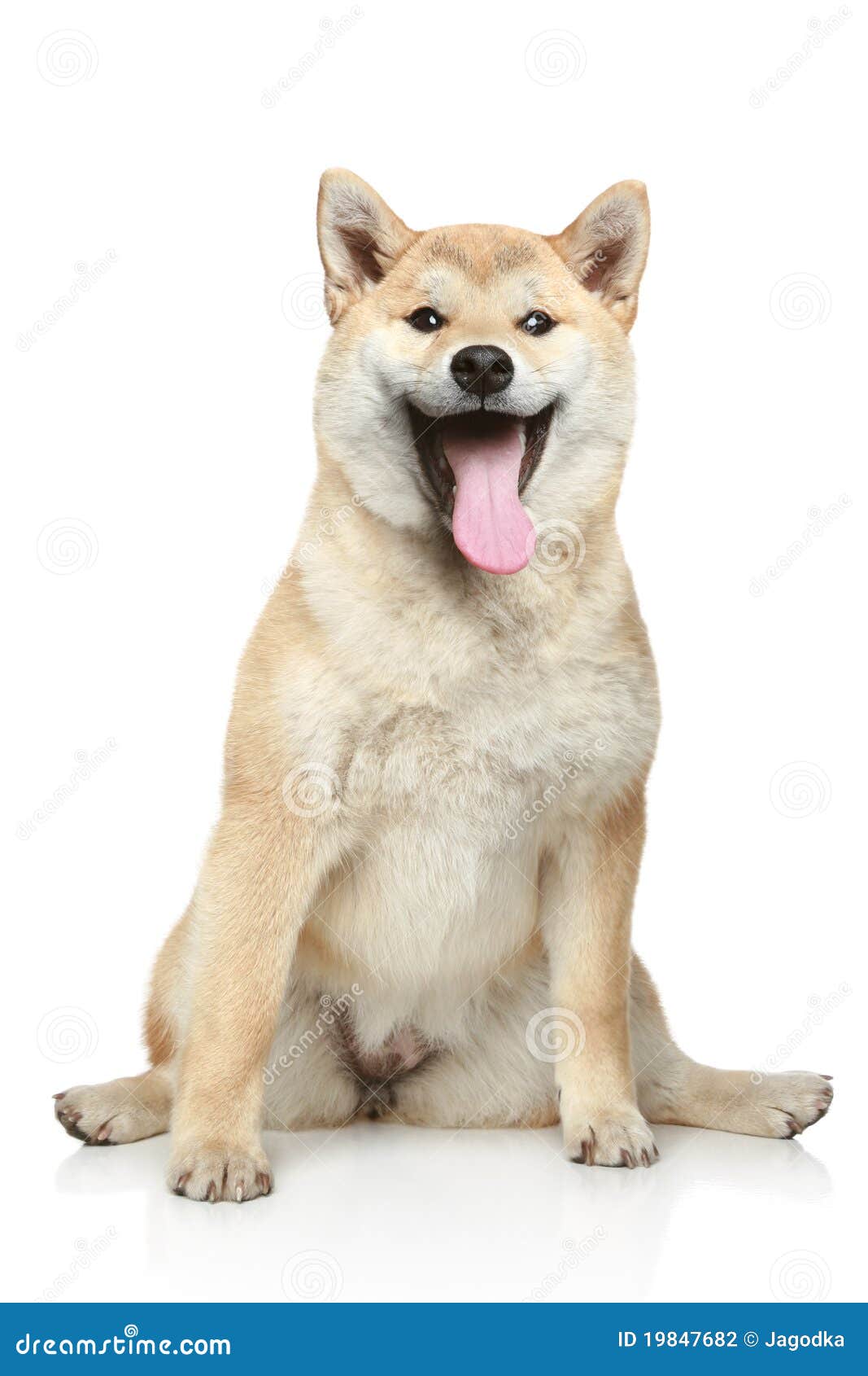 Smiling Shiba inu dog stock photo. Image of funny, cuddly - 19847682
