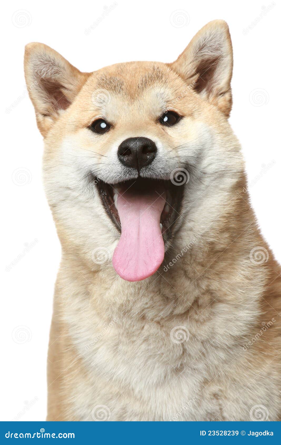 Smiling Shiba inu dog stock image. Image of funny, shiba - 23528239