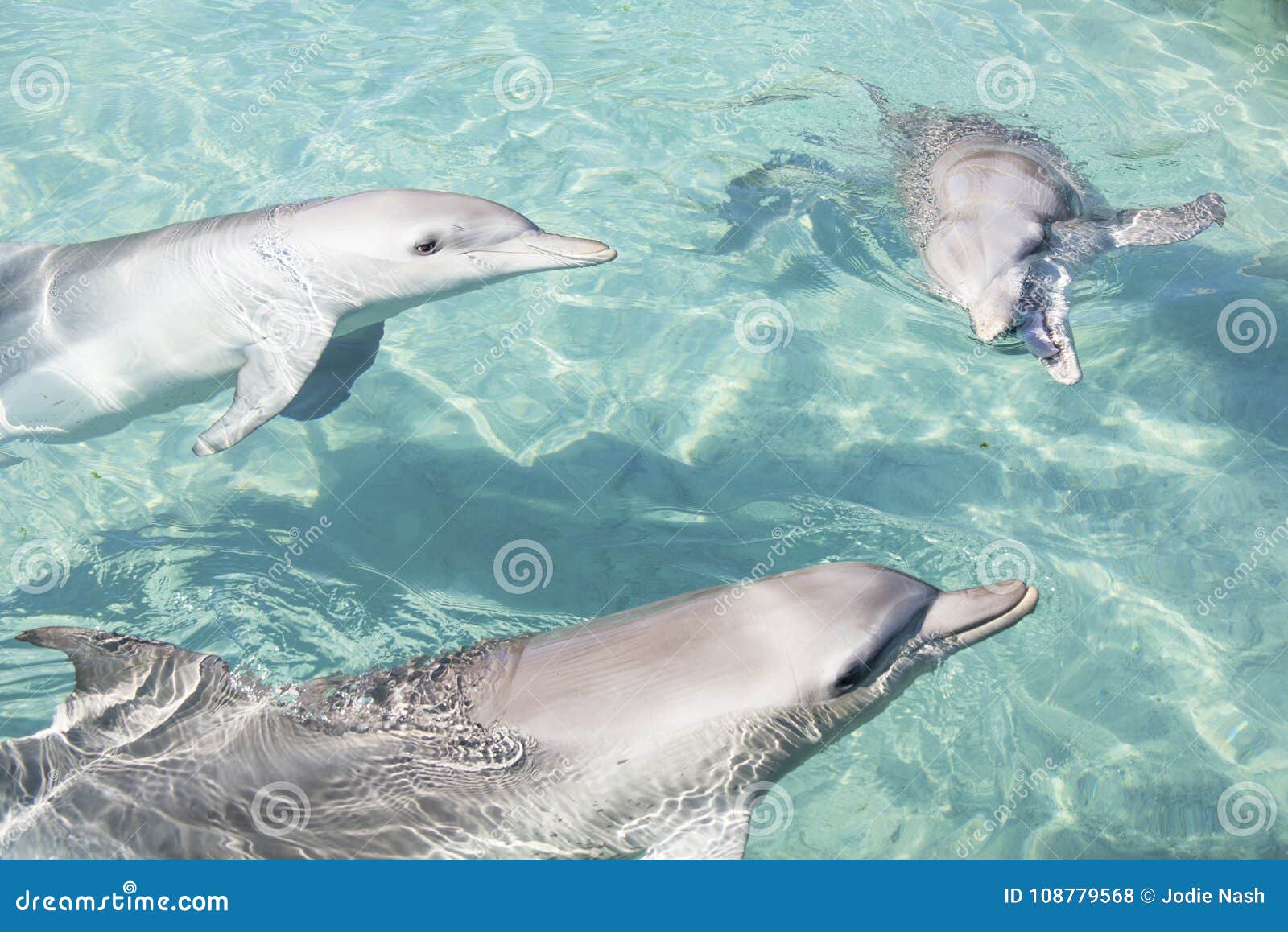 Friendly Dolphin Interacting with People Stock Photo - Image of single ...