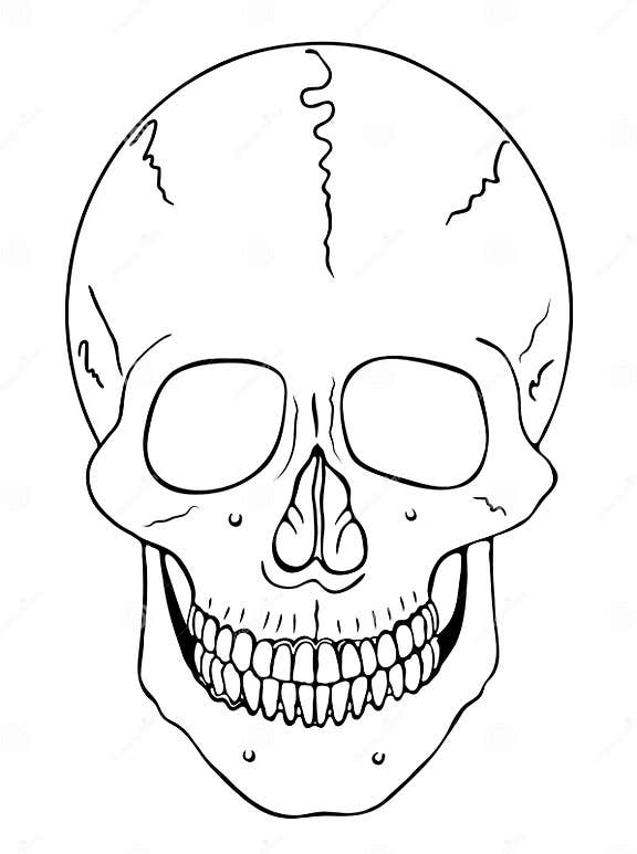 Smiling skull - vector stock vector. Illustration of medicine - 18079709