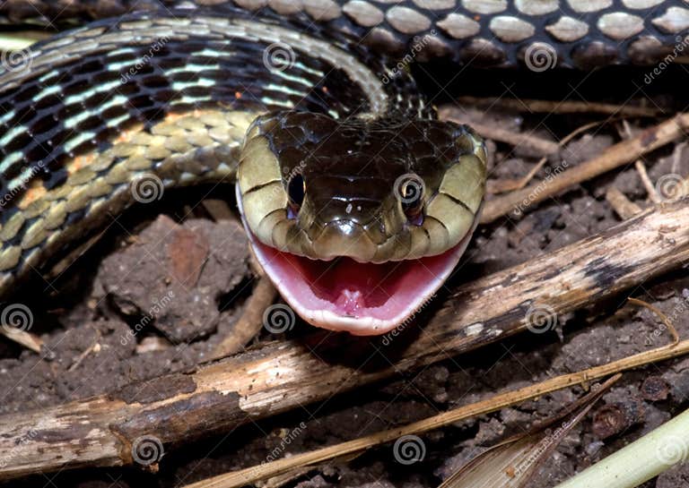 Smiling Snake stock image. Image of herpetology, coiled - 17298737