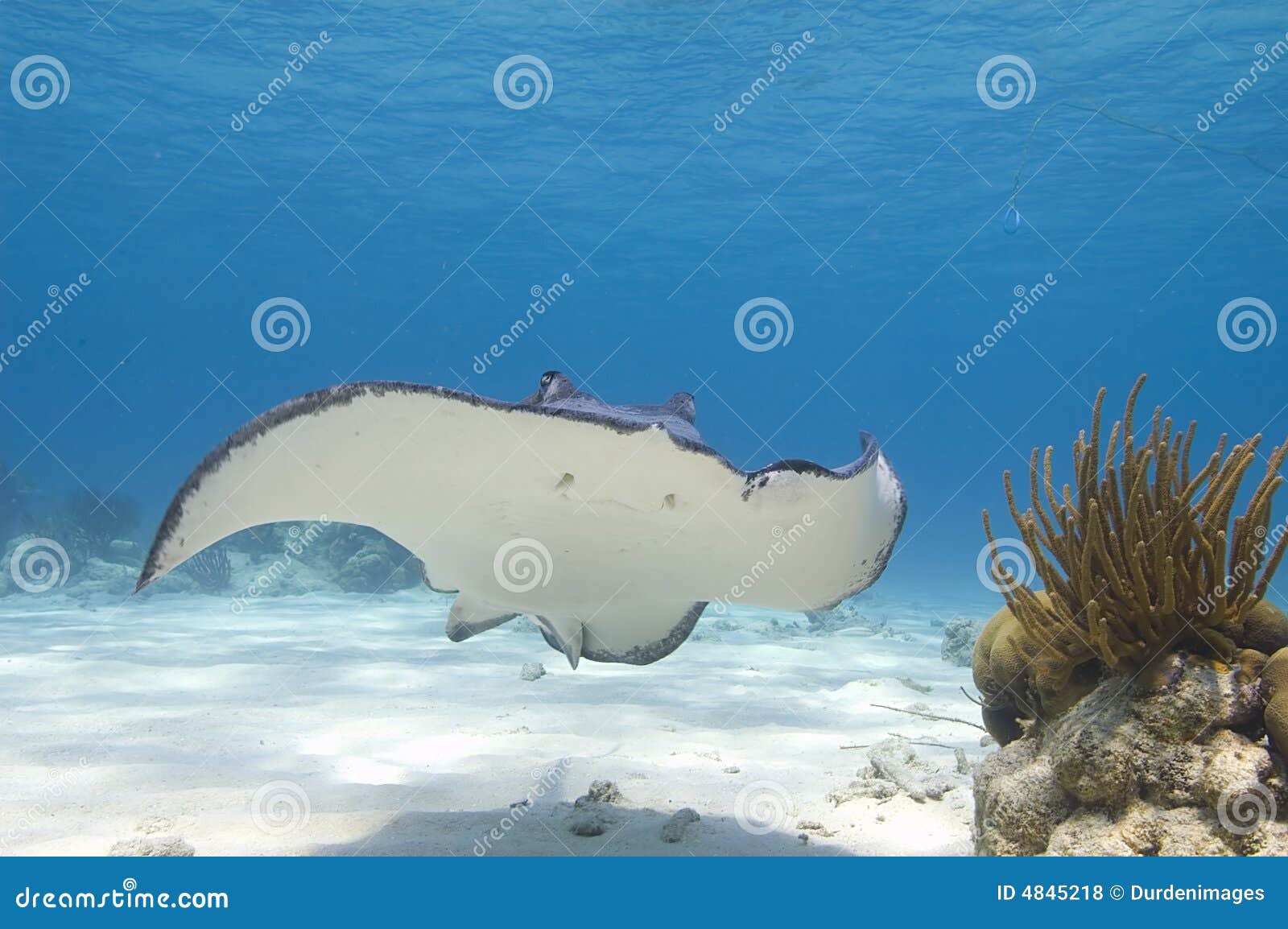 Smiling southern stingray stock photo. Image of stingray - 4845218